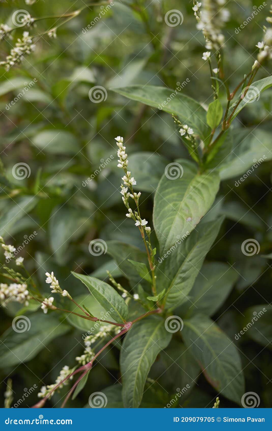 Persicaria Lapathifolia Plants in Bloom Stock Image - Image of beauty ...