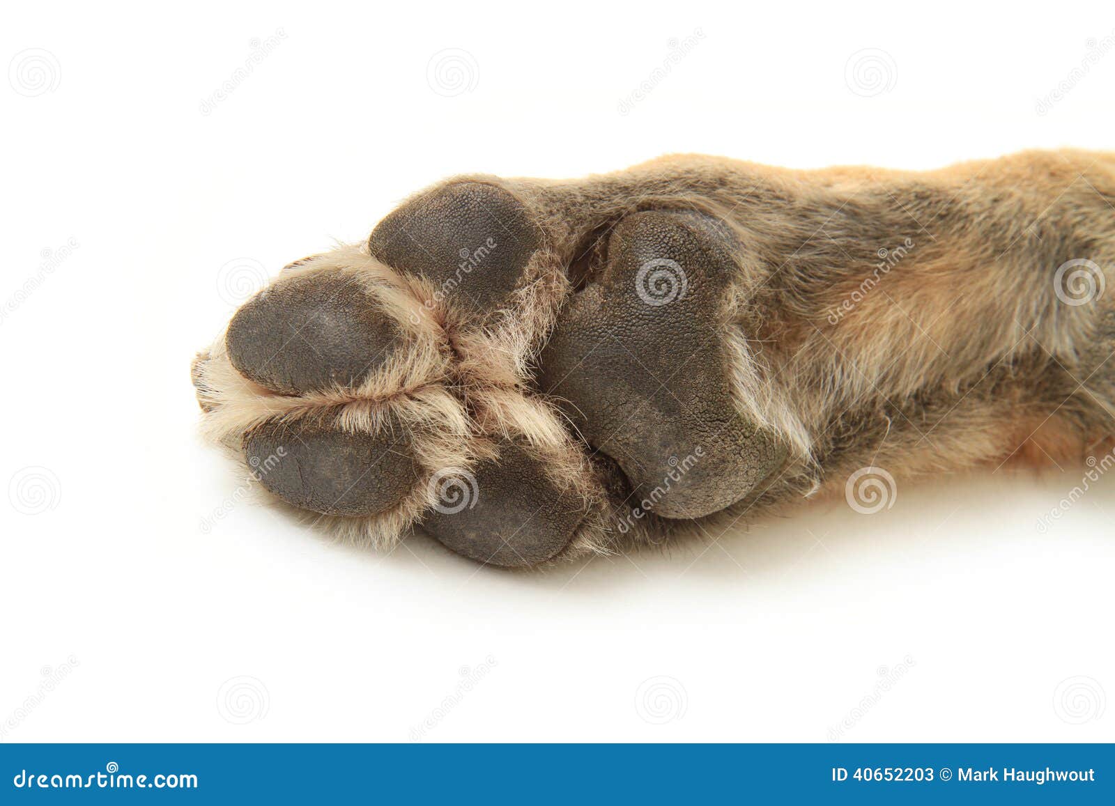 259,886 Pata Fotos - Fotos de Stock Gratuitas e Fotos Royalty-Free ...