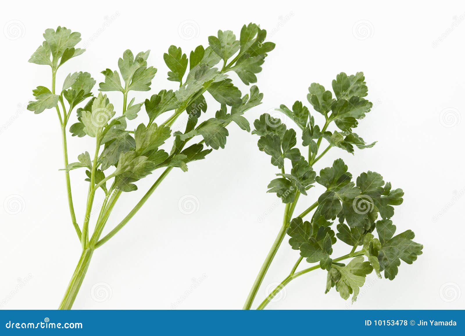 Persil photo stock. Image du santé, nature, centrale - 10153478