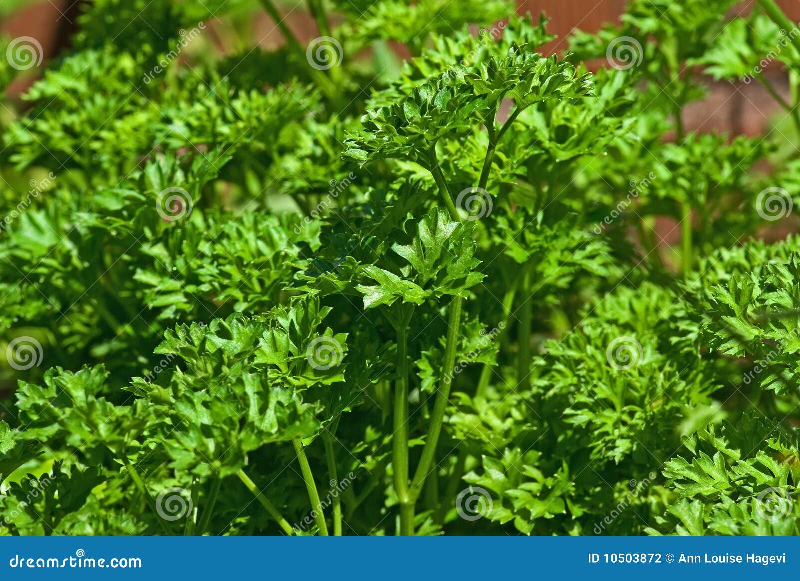 Persil photo stock. Image du verdâtre, aromatique, alimentaire - 10503872