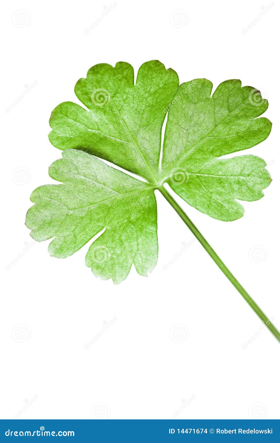 Persil photo stock. Image du beauté, persil, produit - 14471674