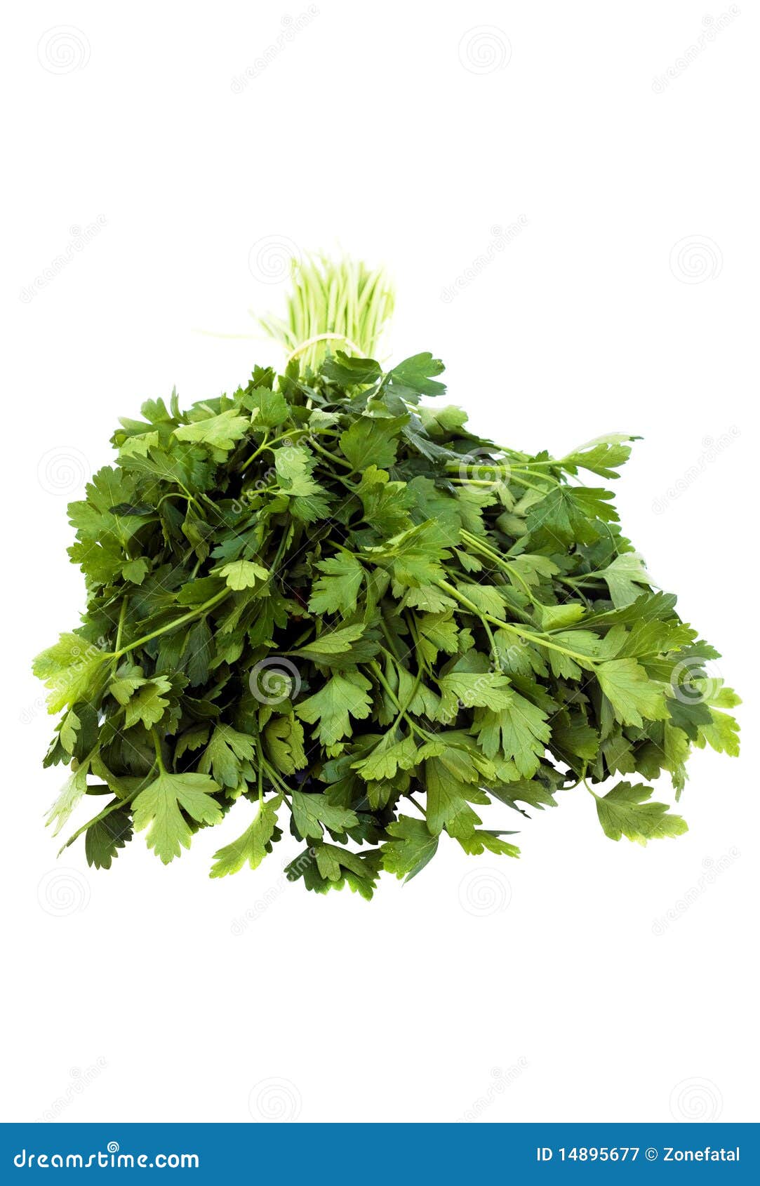 Persil image stock. Image du lame, normal, vivacité, aromatique - 14895677