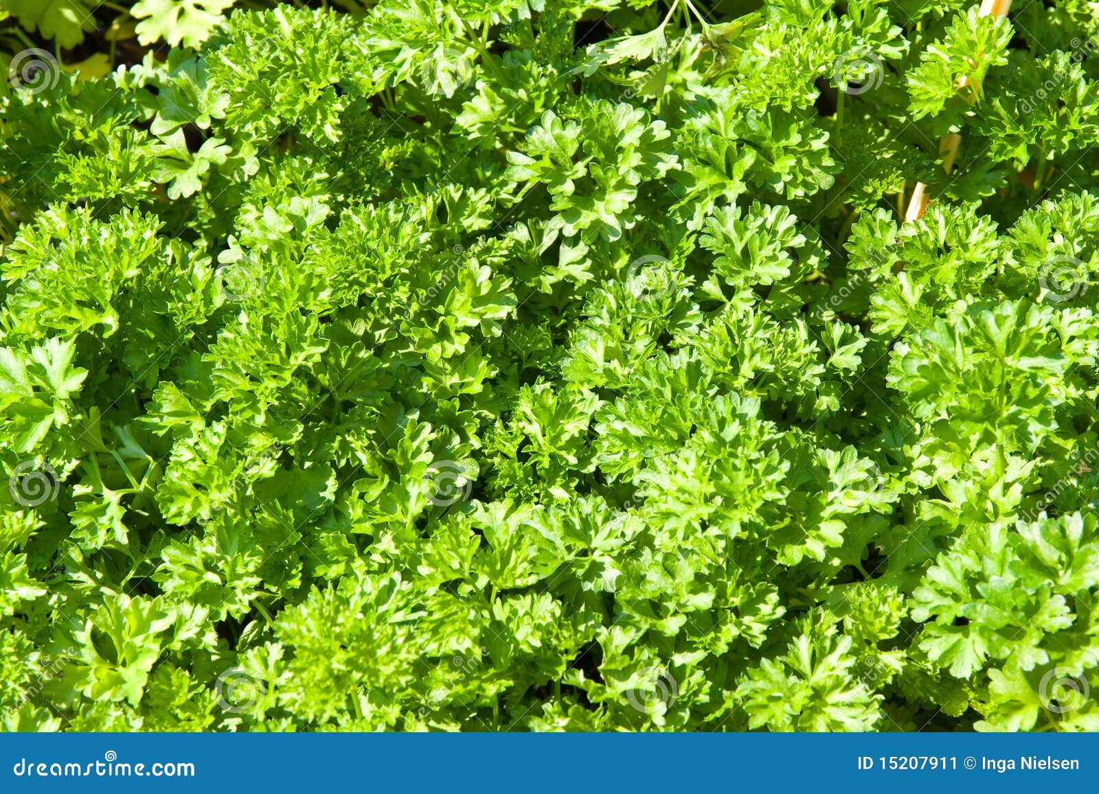 Persil image stock. Image du ingrédient, organique, soleil - 15207911