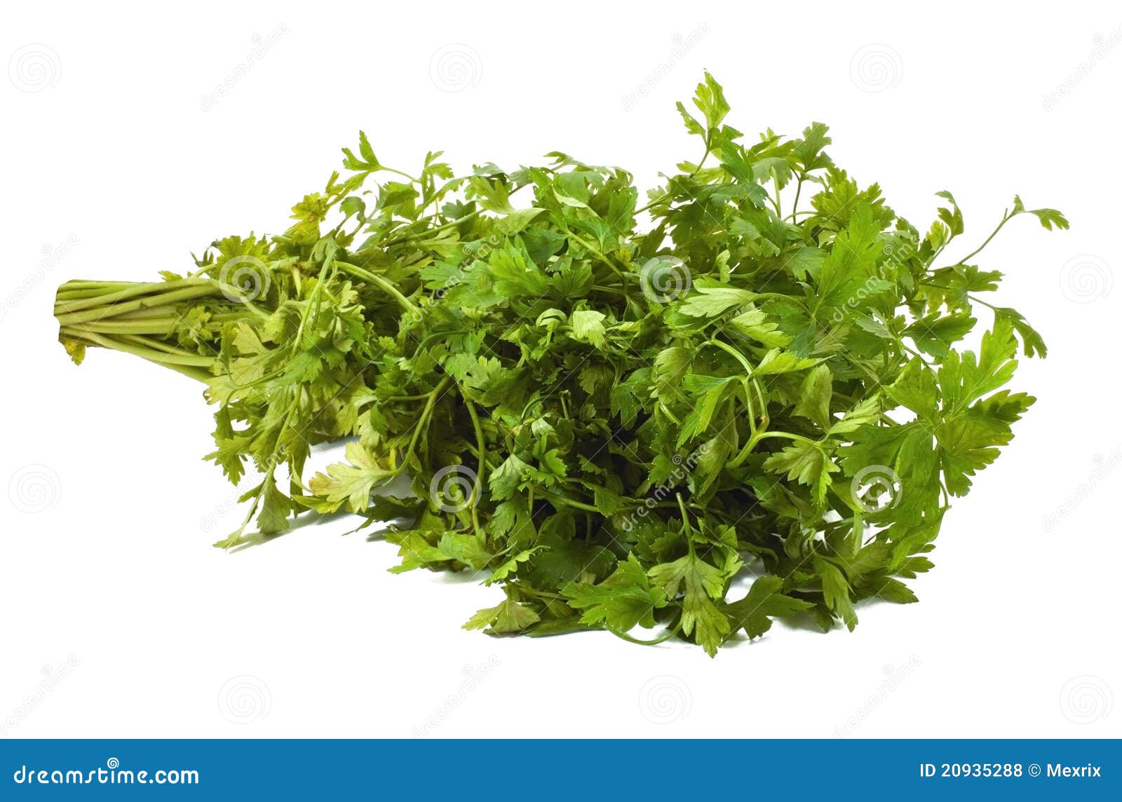 Persil photo stock. Image du cuisine, santé, herbal, nutrition - 20935288