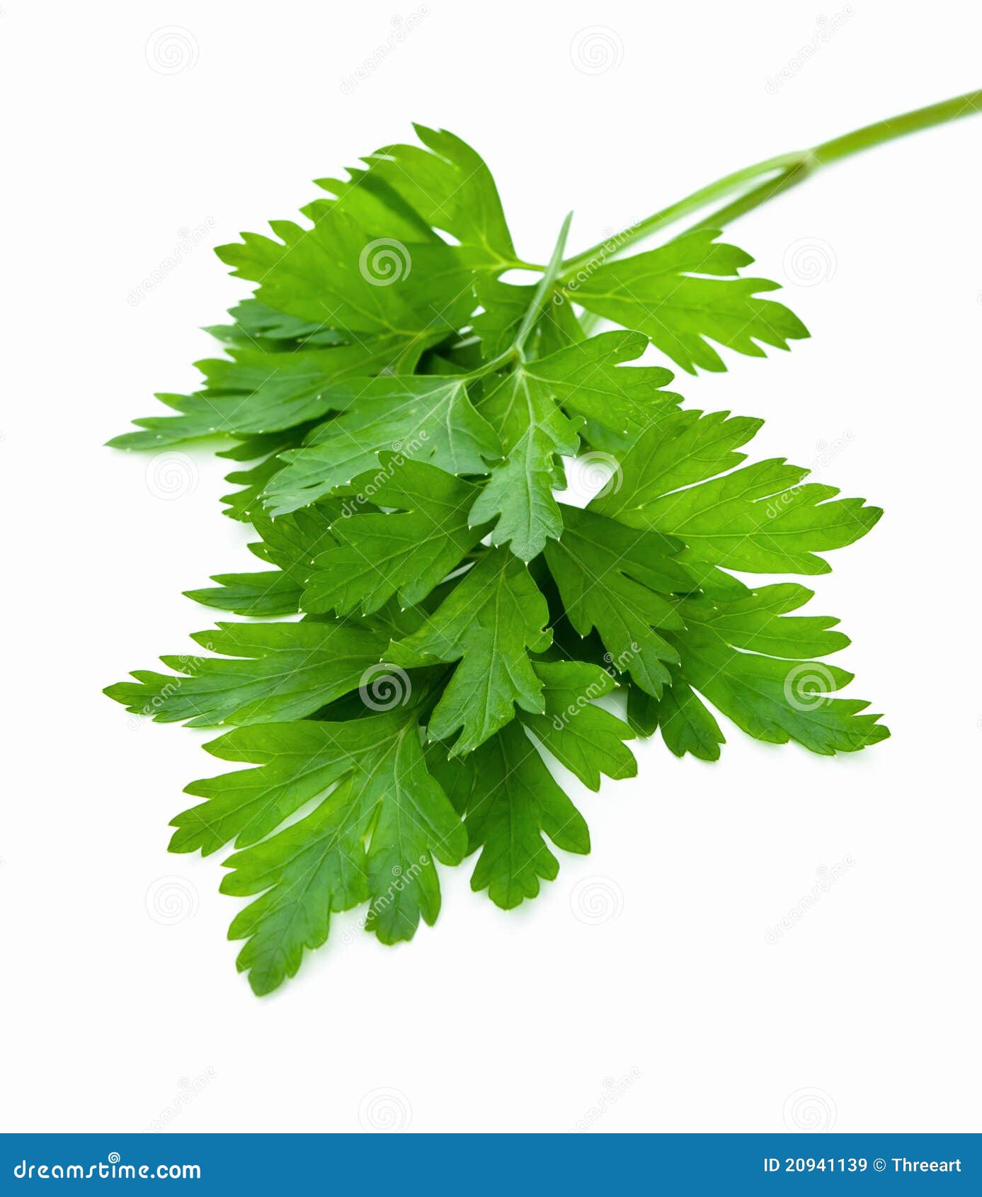 Persil image stock. Image du normal, herbal, personne - 20941139