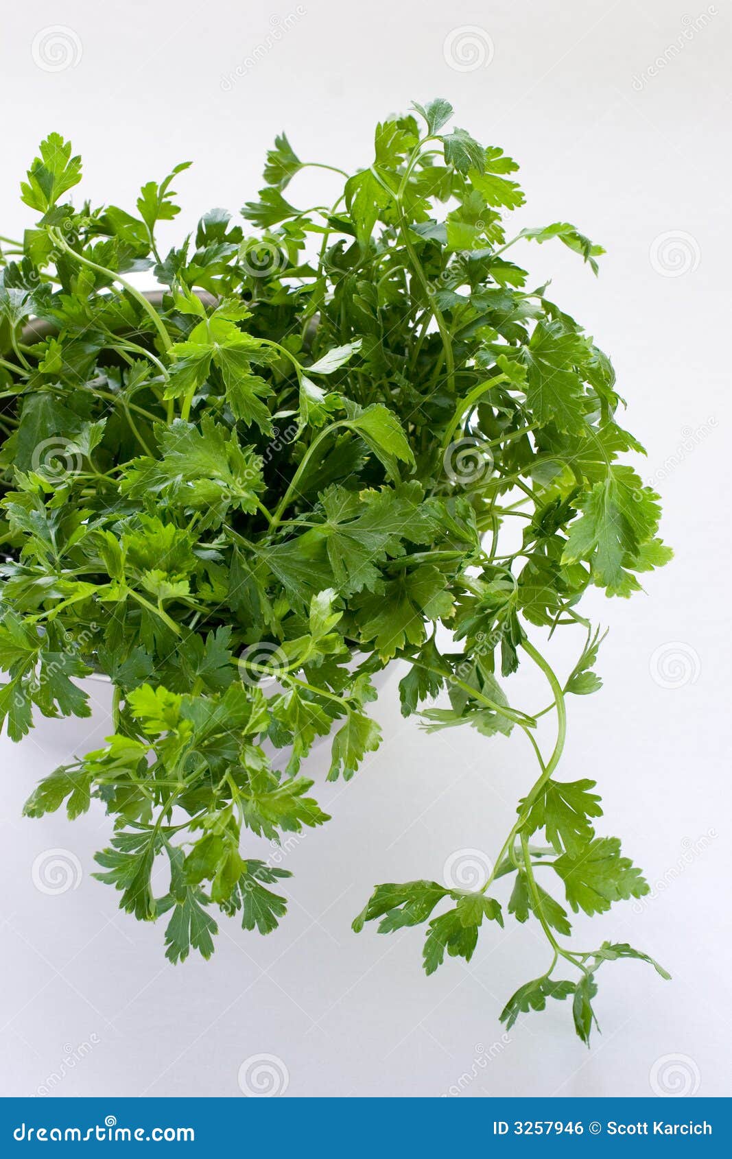 Persil photo stock. Image du nourriture, persil, groupe - 3257946