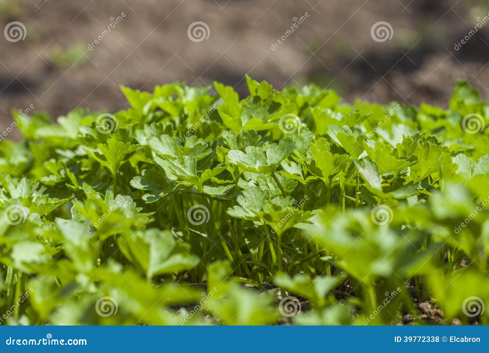 Persil photo stock. Image du aromatique, manger, details - 39772338