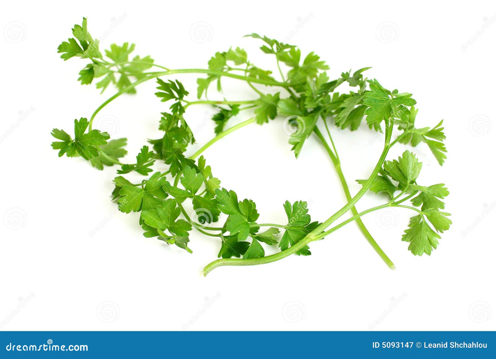 Persil image stock. Image du garnissez, brindille, lame - 5093147