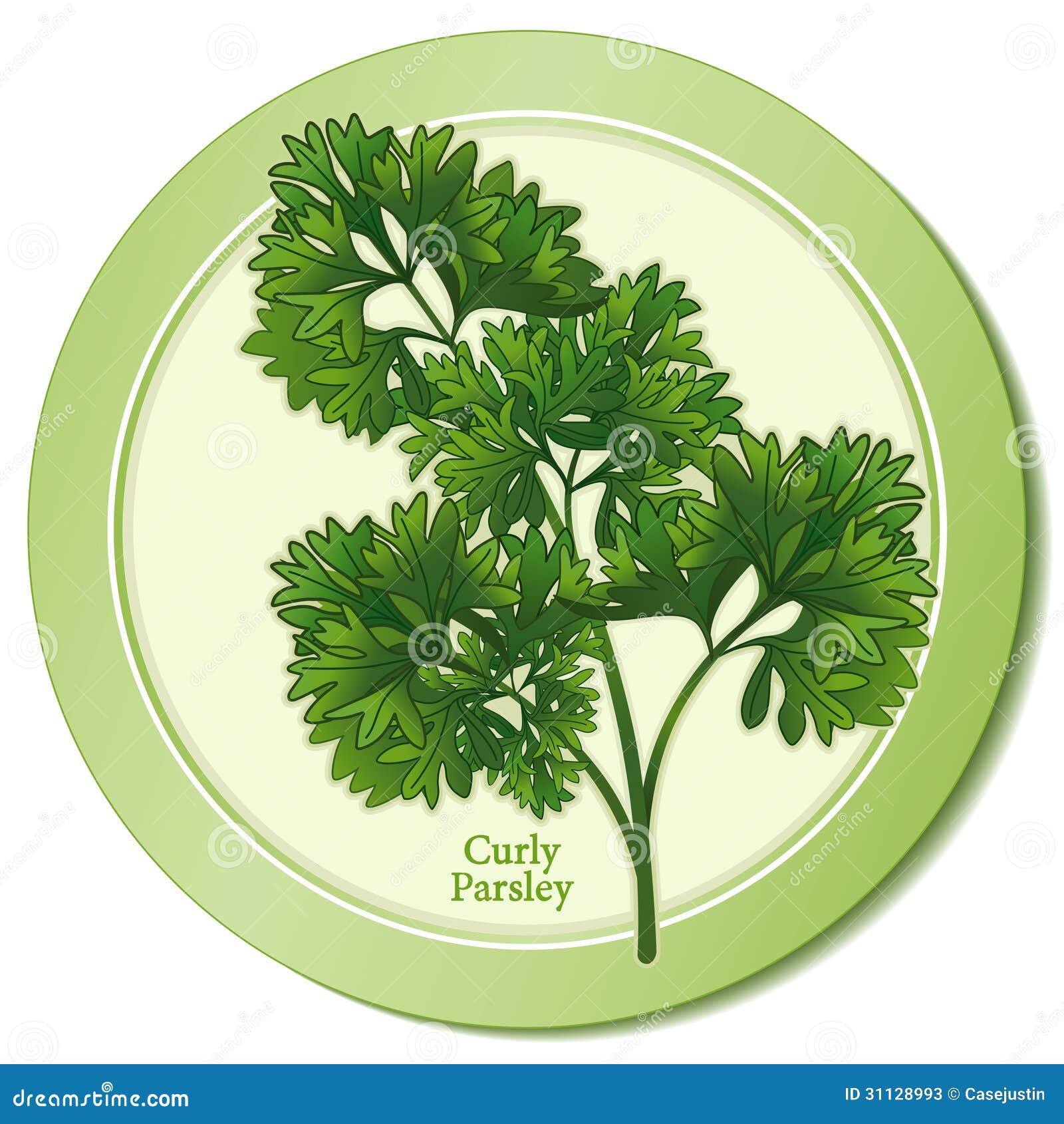 Persil bouclé Herb Icon illustration de vecteur. Illustration du lame ...