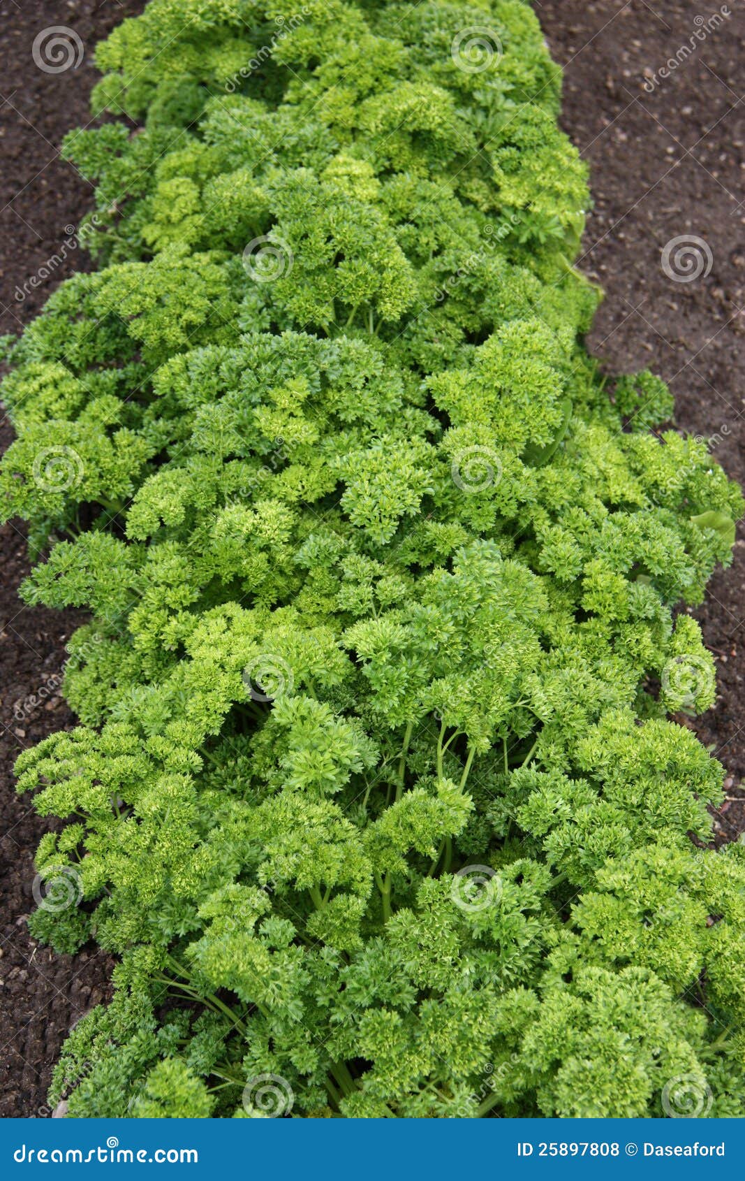 Persil d'herbe. photo stock. Image du légume, jardin - 25897808