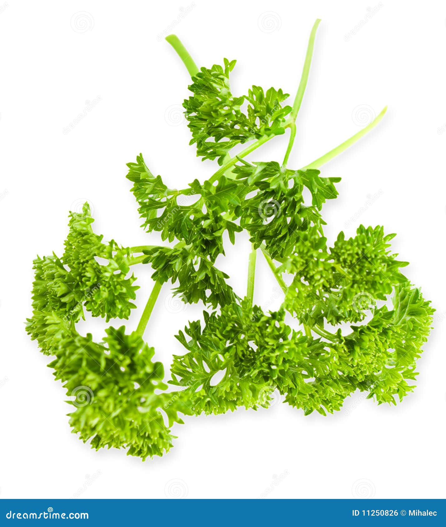 Persil d'isolement photo stock. Image du légume, veine - 11250826