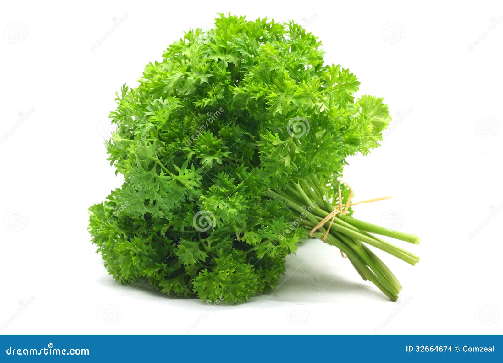 Persilja arkivfoto. Bild av friskhet, isolerat, löv, kokkonst - 32664674
