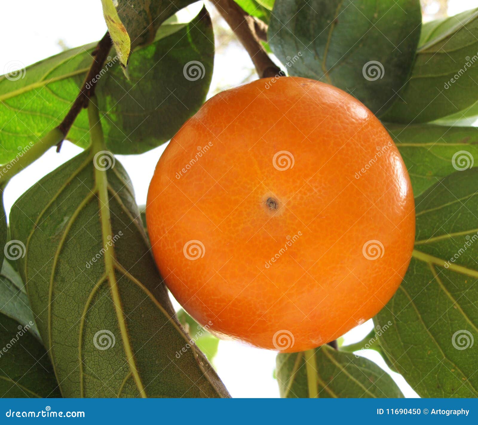Persimmon stock photo. Image of healthy, fruit, leaves - 11690450