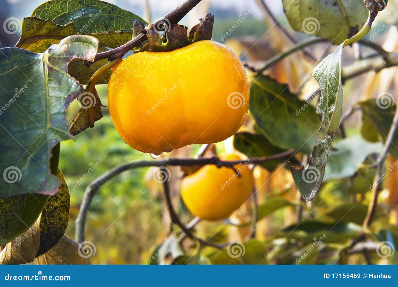 Persimmon stock image. Image of excellent, chongming - 17155469