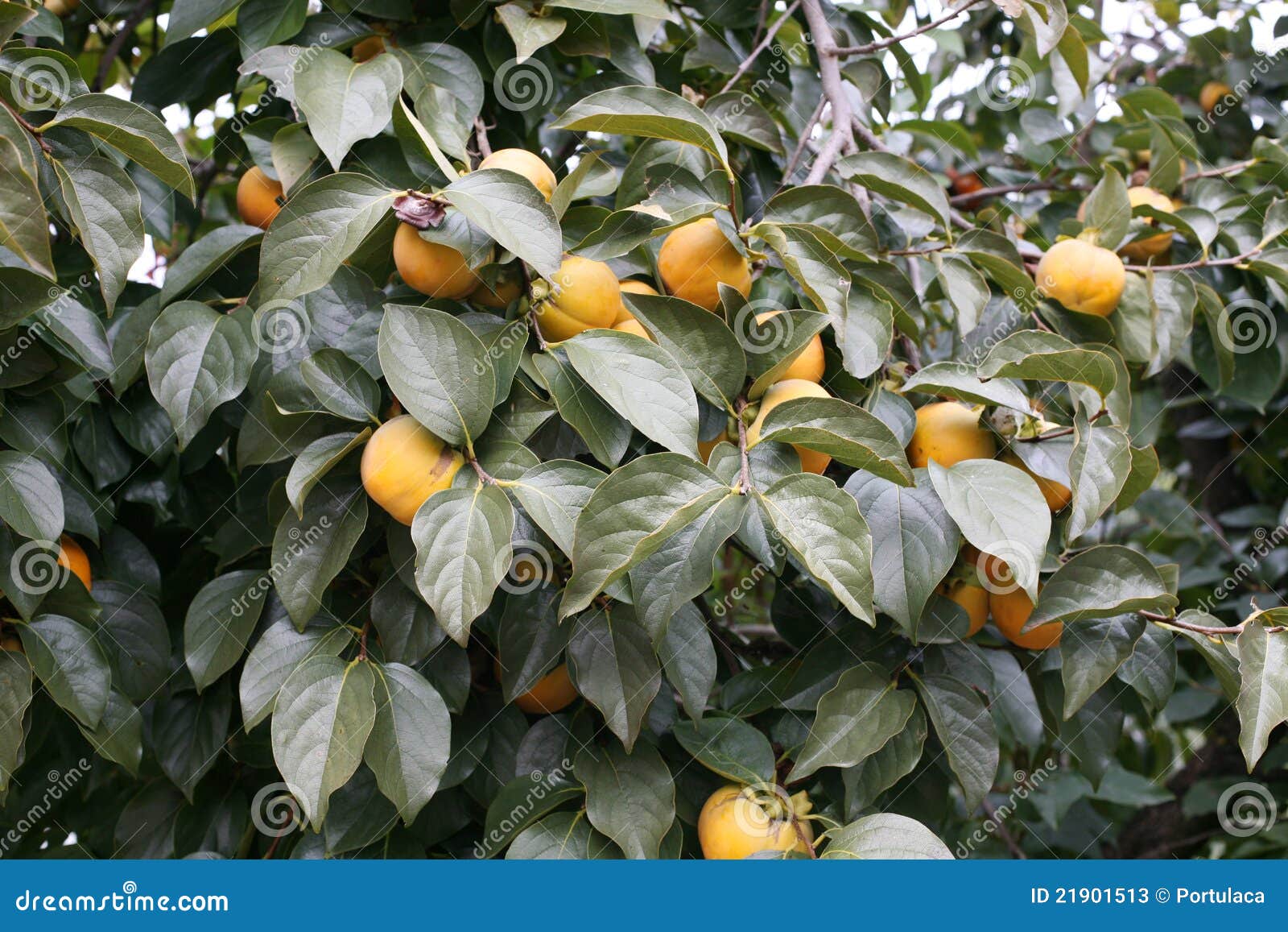 Persimmon stock image. Image of branch, fruits, ripe - 21901513