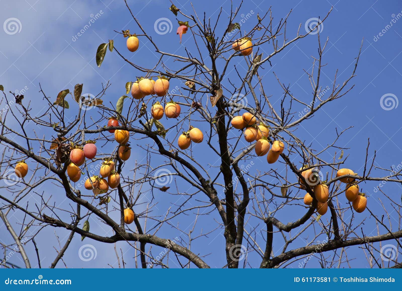 Persimmon in autumn stock image. Image of eating, food - 61173581