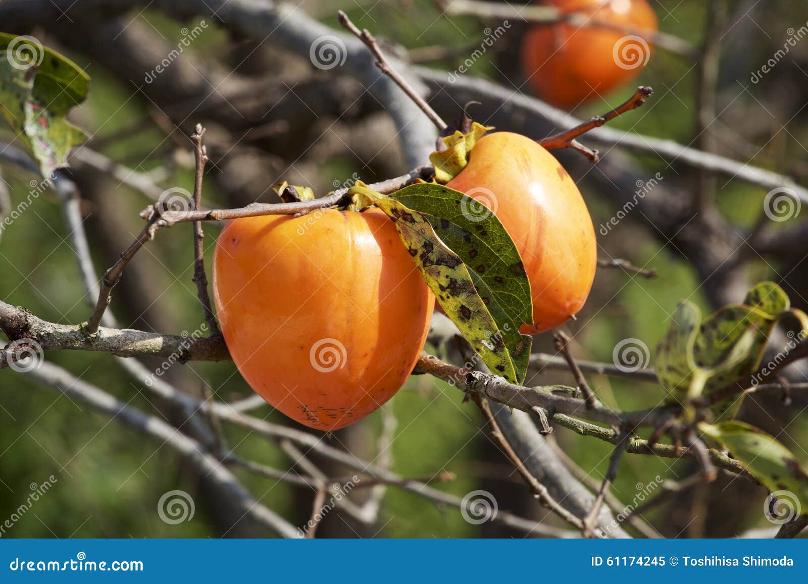 Persimmon in autumn stock image. Image of fall, japanese - 61174245