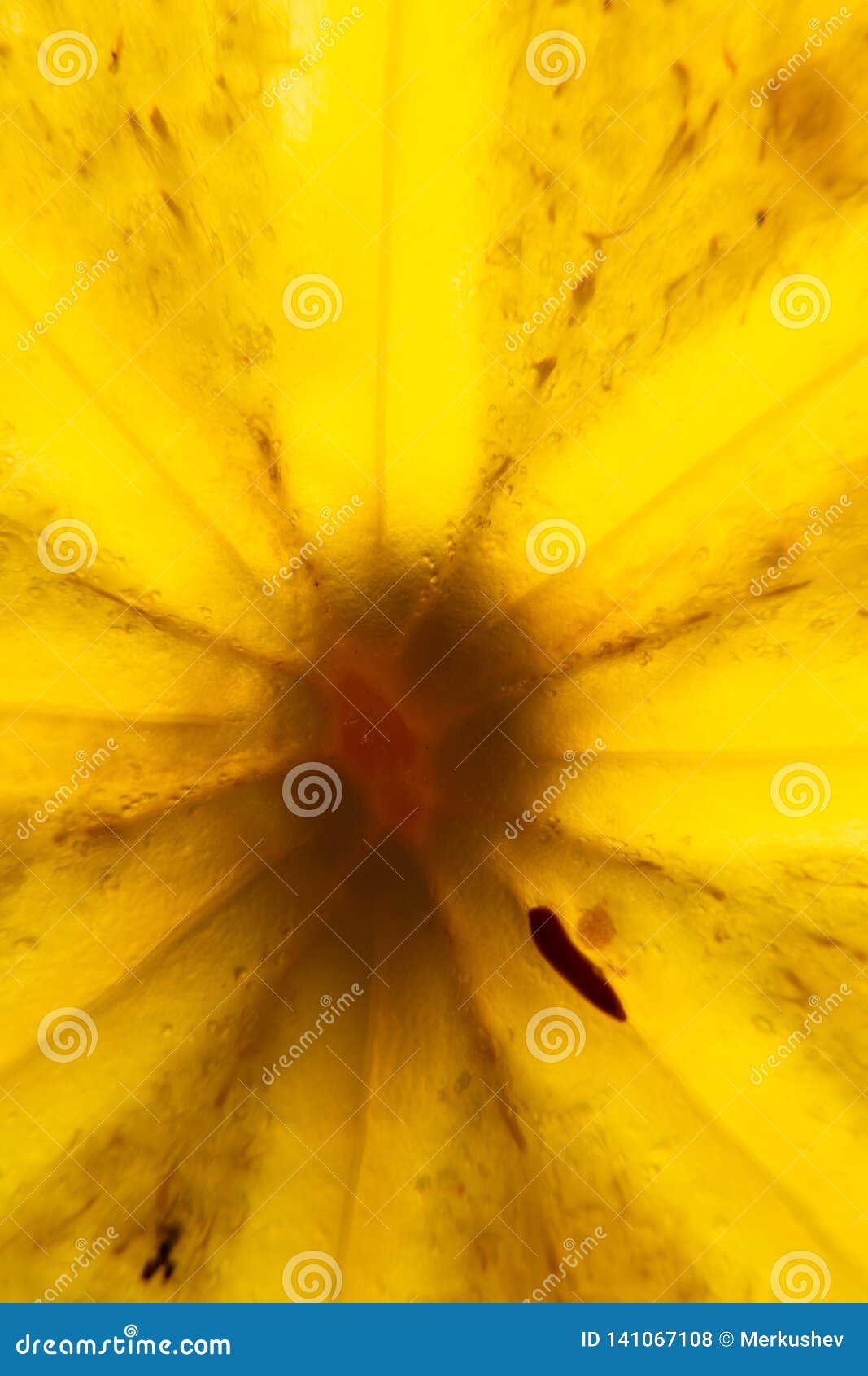 Persimmon Backlit Pulp in the Cut. Translucent Persimmon Close-up Stock ...