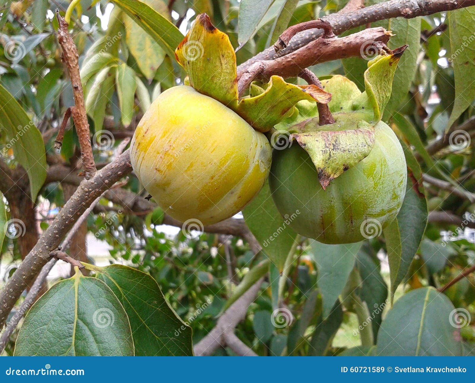 Persimmon on the Branch of a Tree in the Garden Stock Image - Image of ...