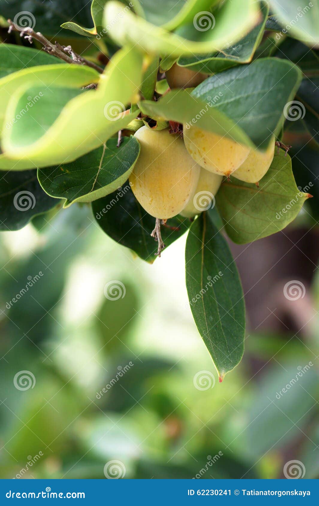 Persimmon on the branch stock image. Image of kind, gestation - 62230241
