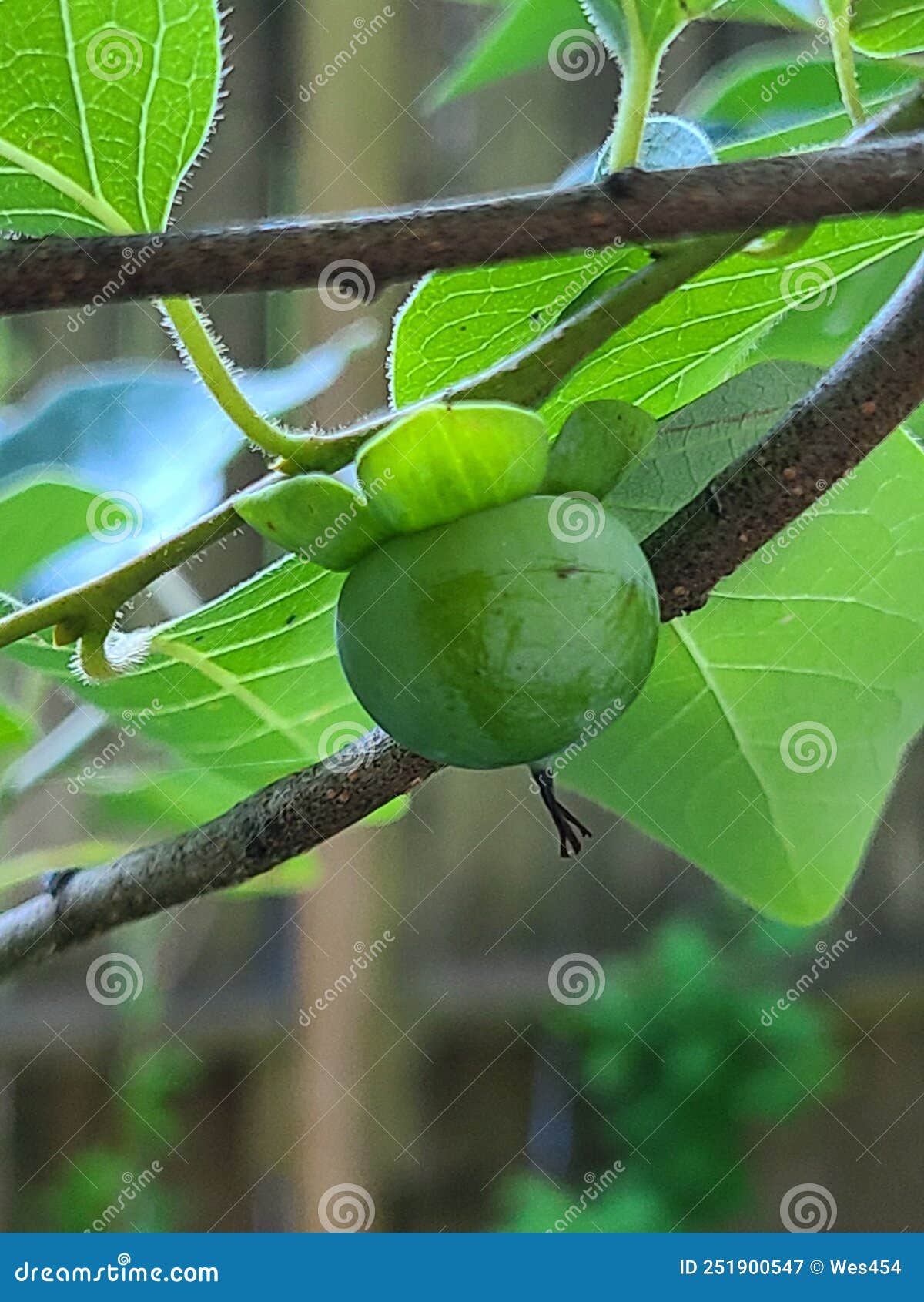 Persimmon Bud Stock Photos - Free & Royalty-Free Stock Photos from ...