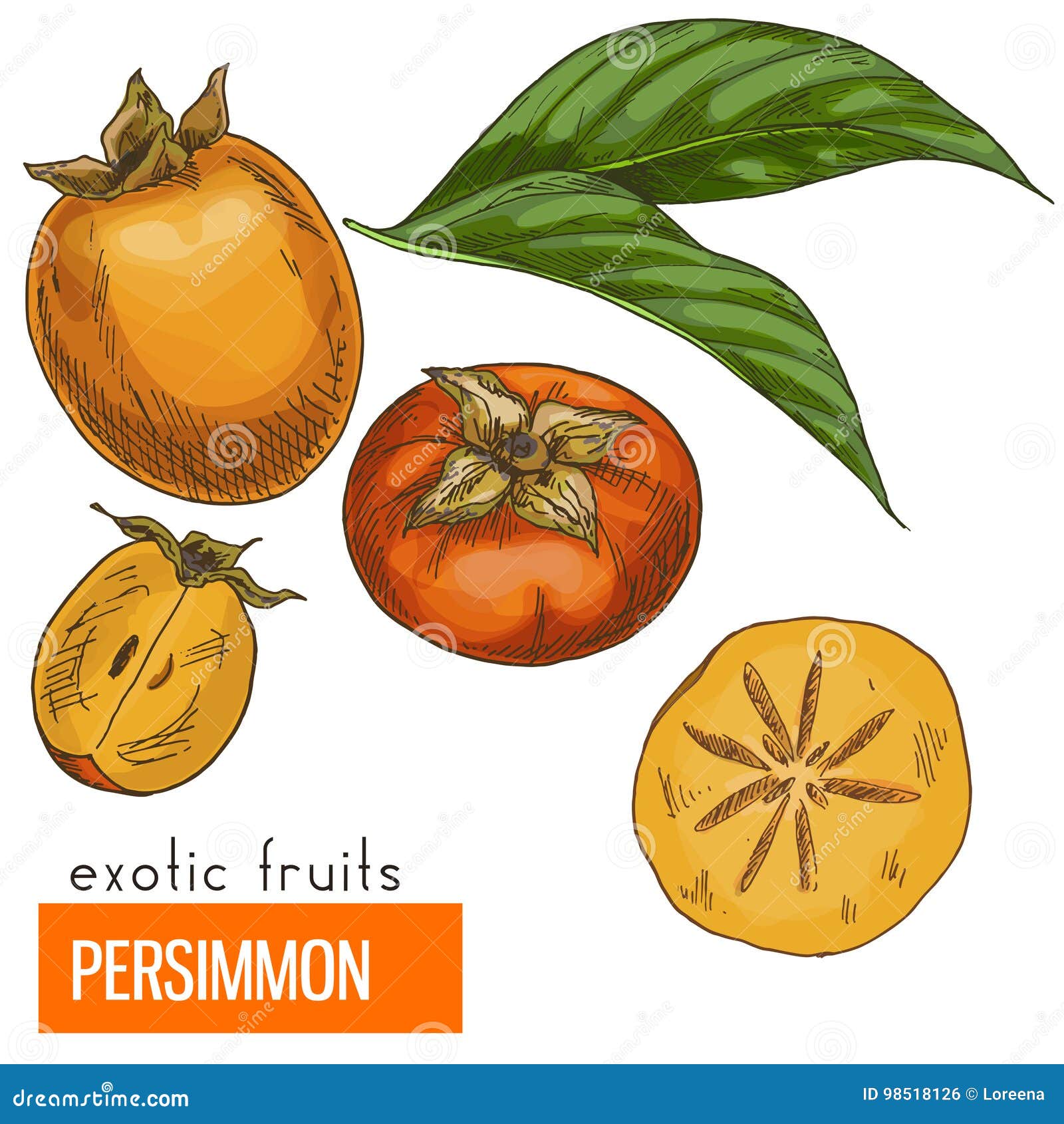 Persimmon. Color Vector Illustration. Stock Vector - Illustration of ...