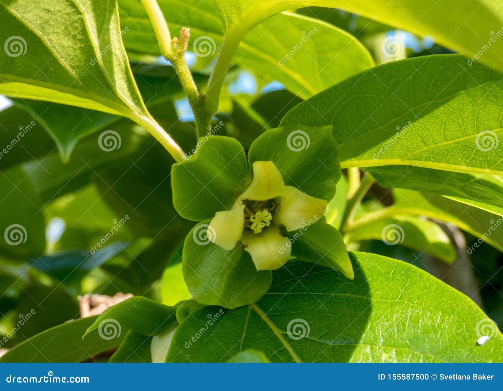 Persimmon Flower on the Tree , Close Up Stock Photo - Image of fruit ...