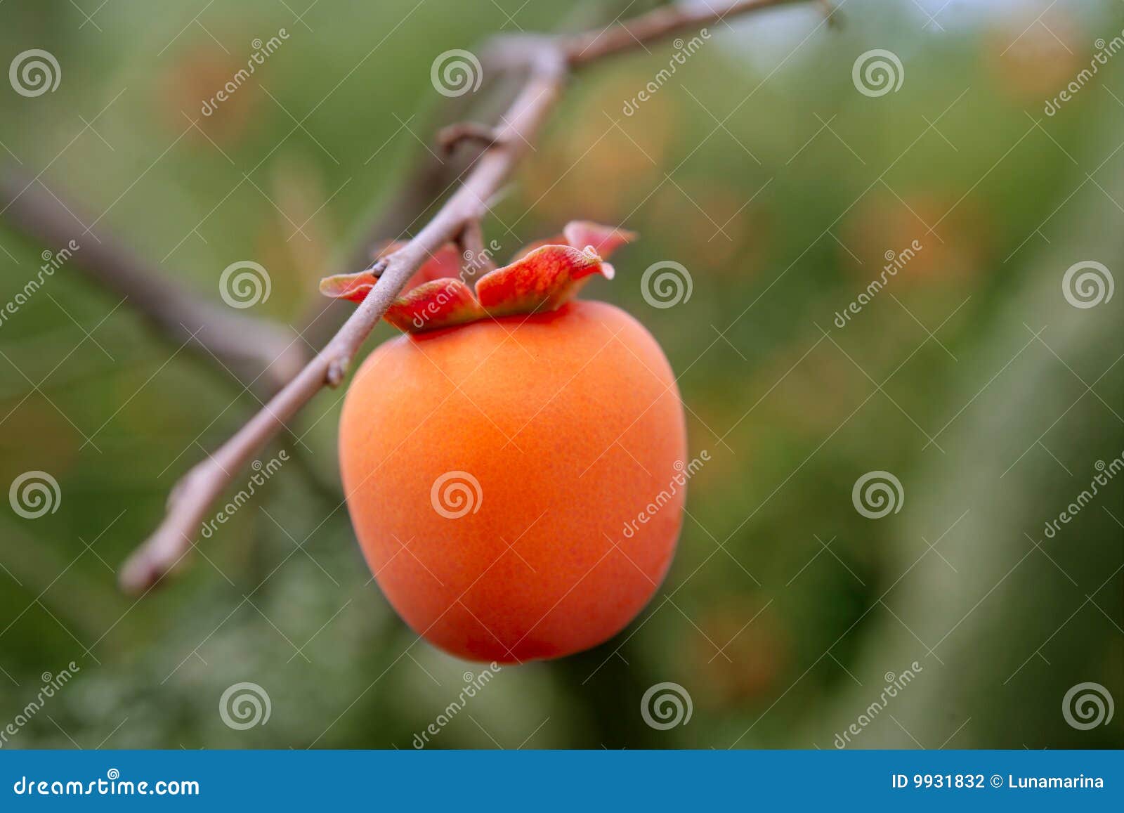 Persimmon Fruit Detail in Vivid Orange Stock Photo - Image of outdoors ...