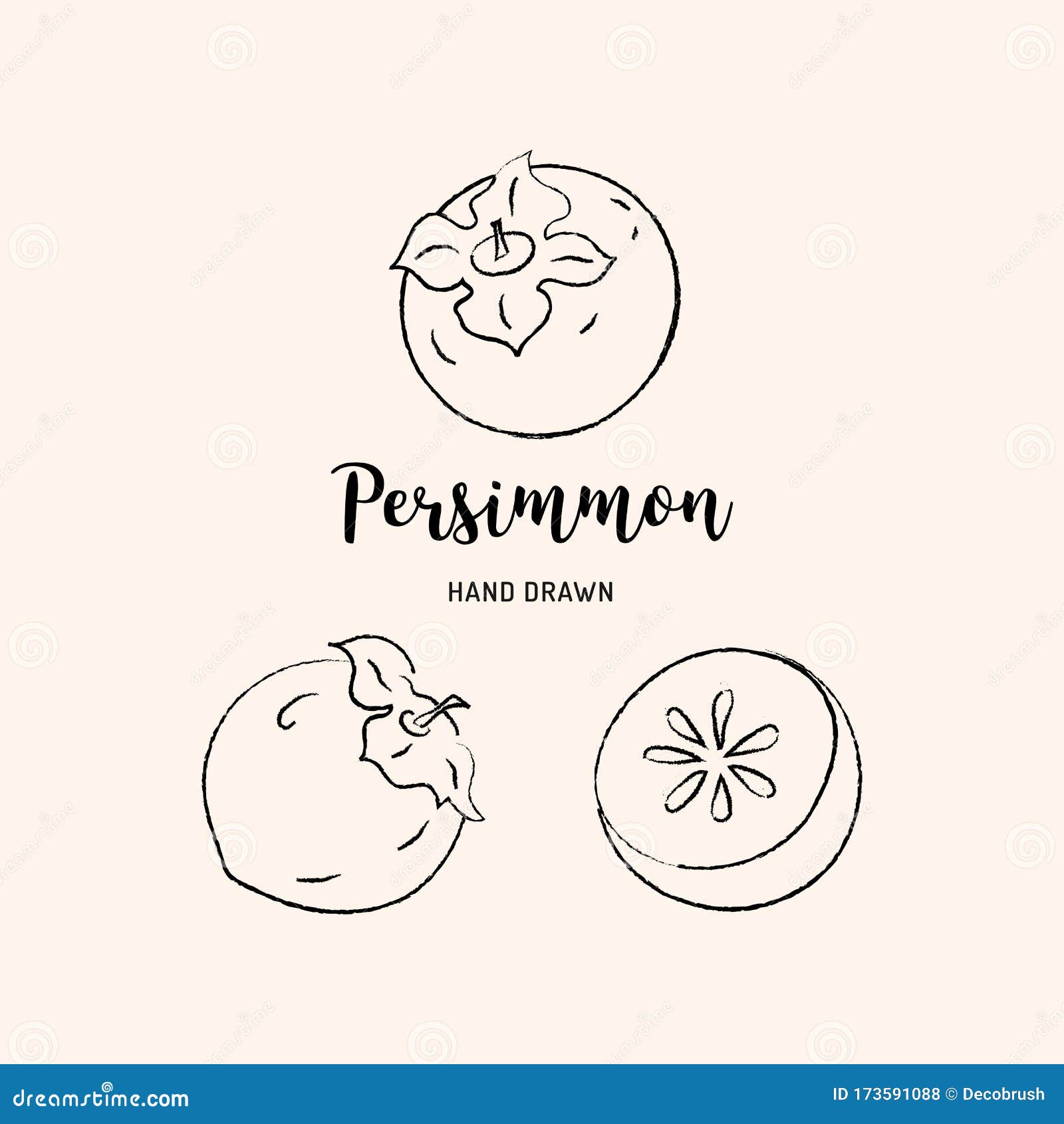 Persimmon Fruit Graphic Drawing. Sketch of Persimmons on a White ...