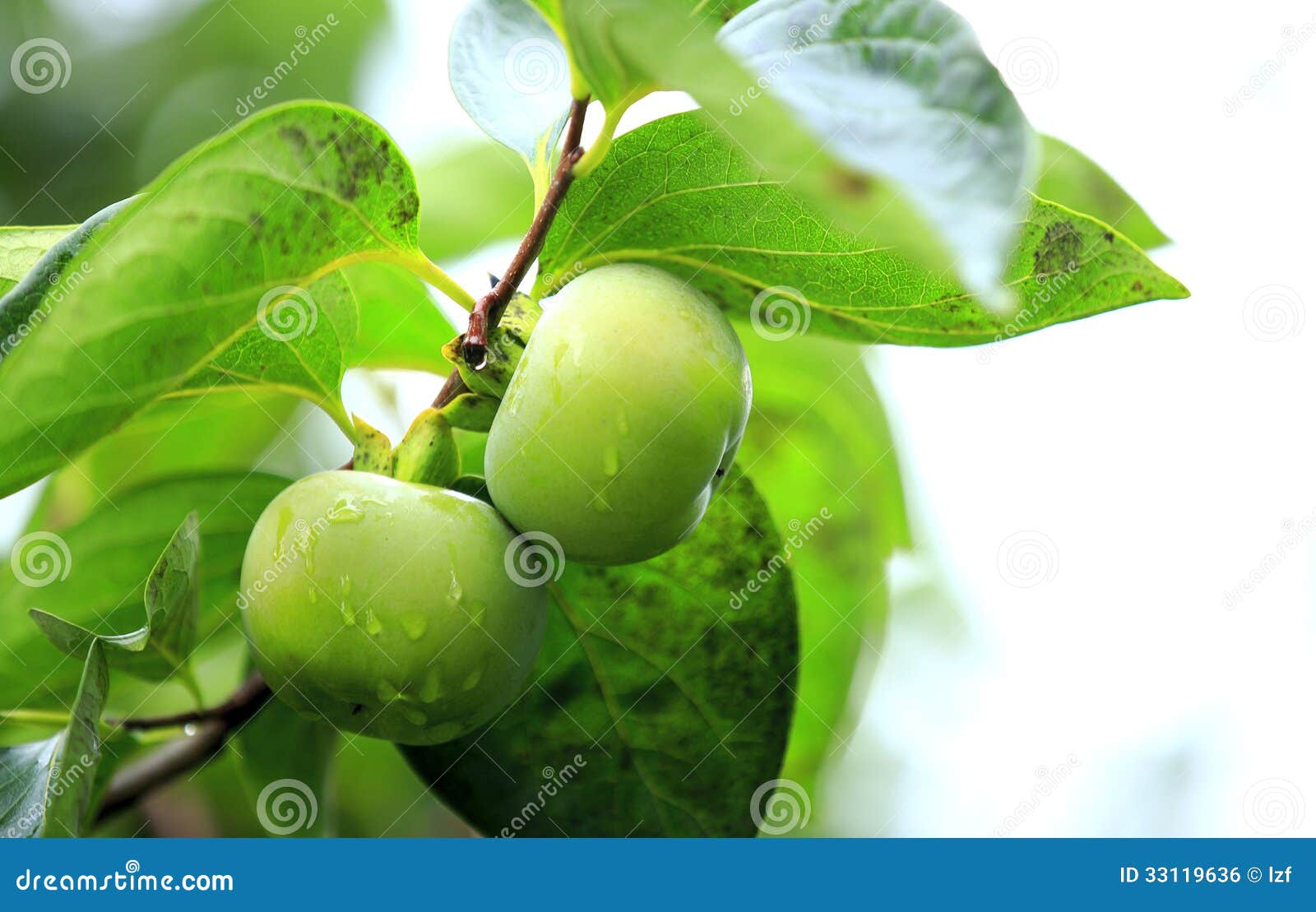 Persimmon fruit stock photo. Image of fruit, round, outdoor - 33119636