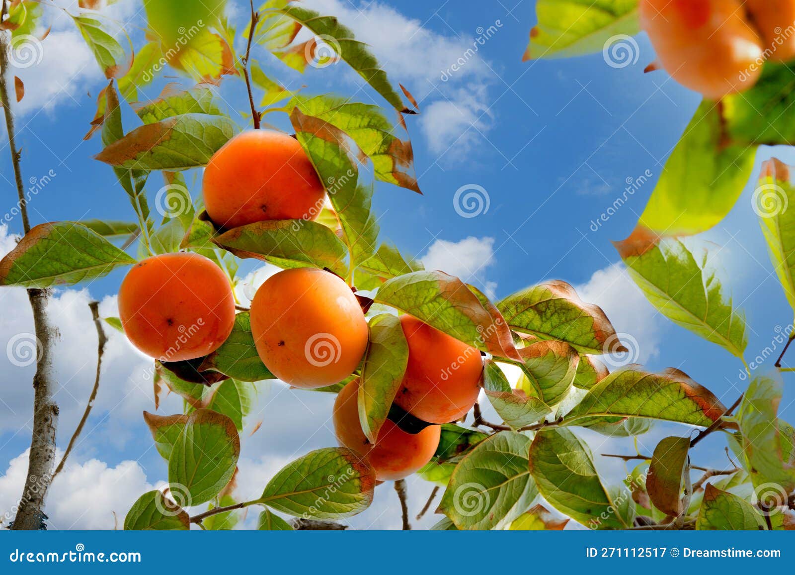 Persimmon Fruit Grows on Trees with Blue Sky Background Stock Image ...