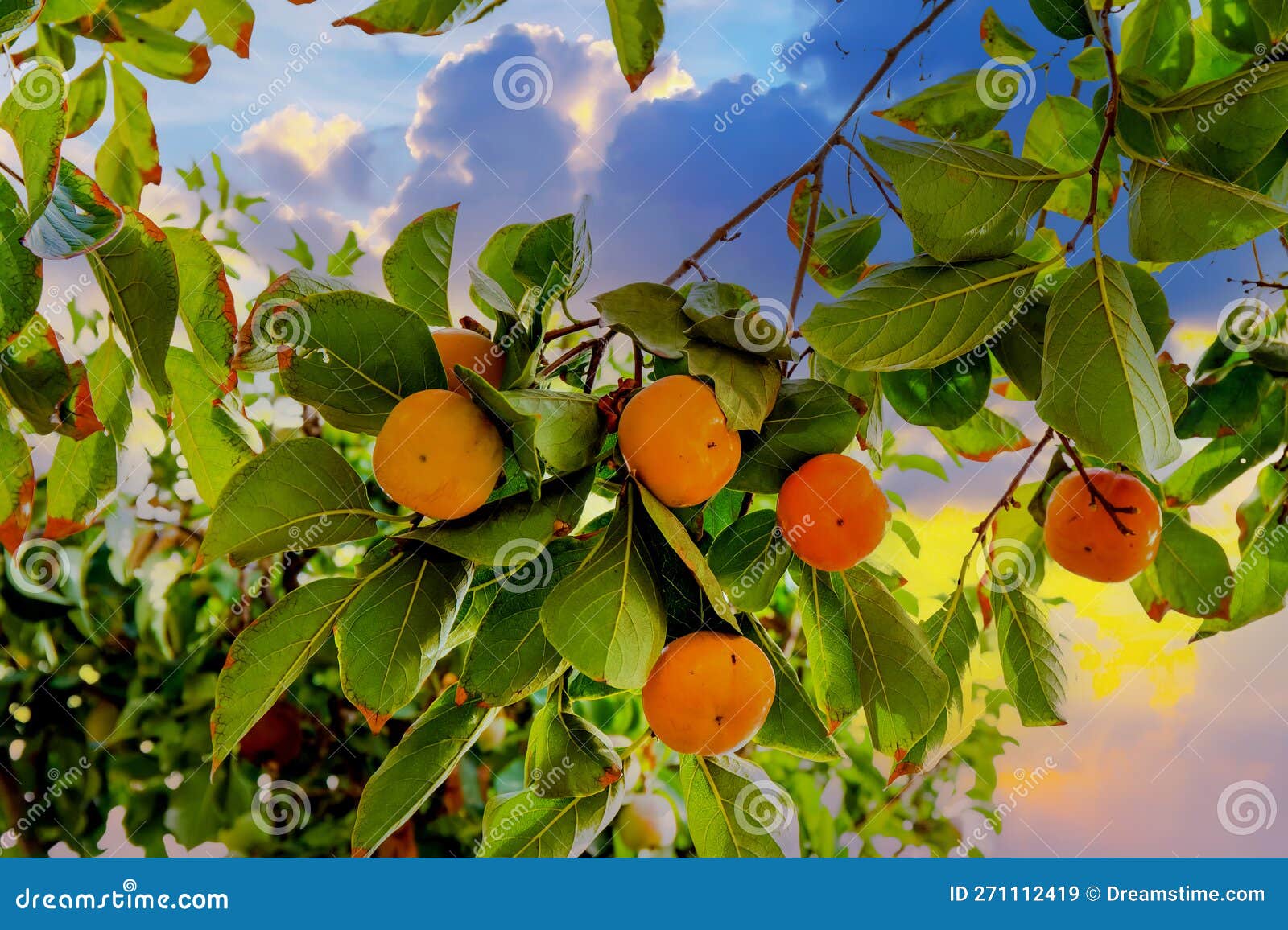Persimmon Fruit Grows on Trees with Blue Sky Background Stock Image ...