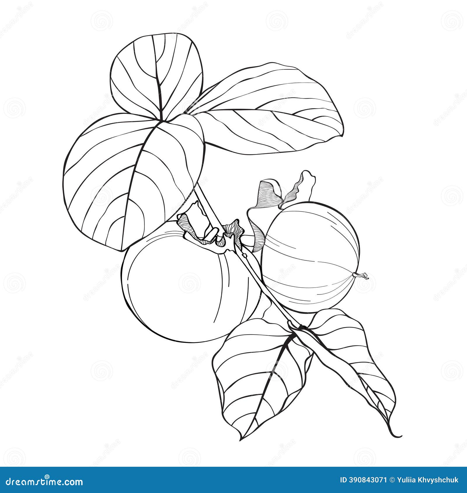 Persimmon Fruit Isolated On White Background. Top View. Flat Lay ...