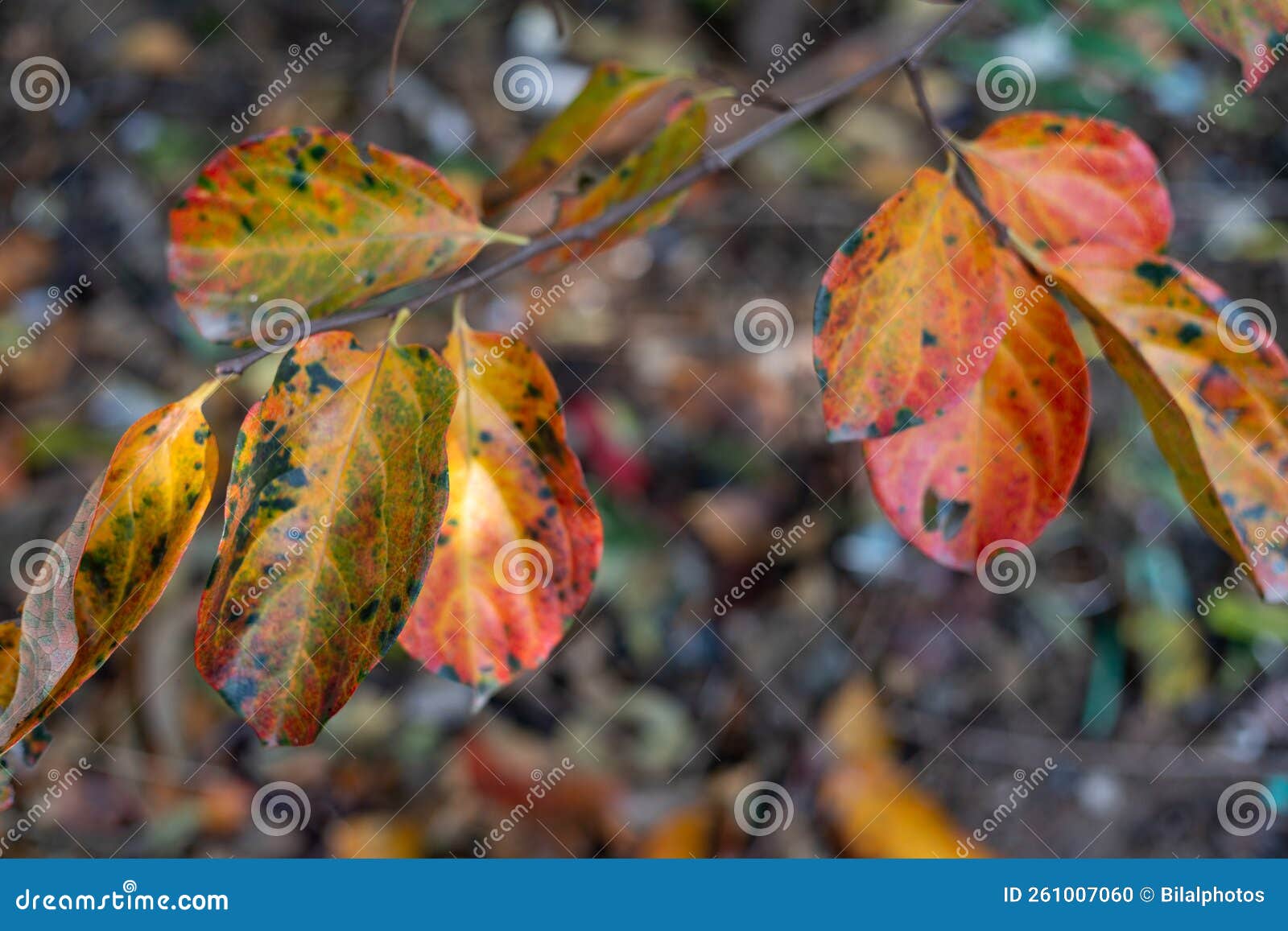 The Persimmon Fruit Tree in Autumn. Persimmon Leaf Background Stock ...