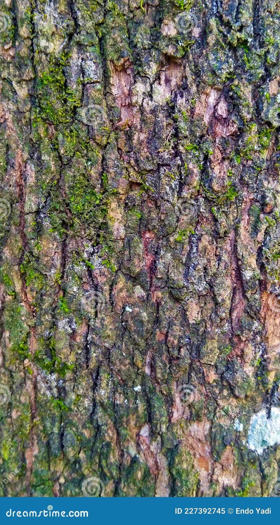 Persimmon Fruit Tree Skin Pattern Stock Image - Image of wildlife ...