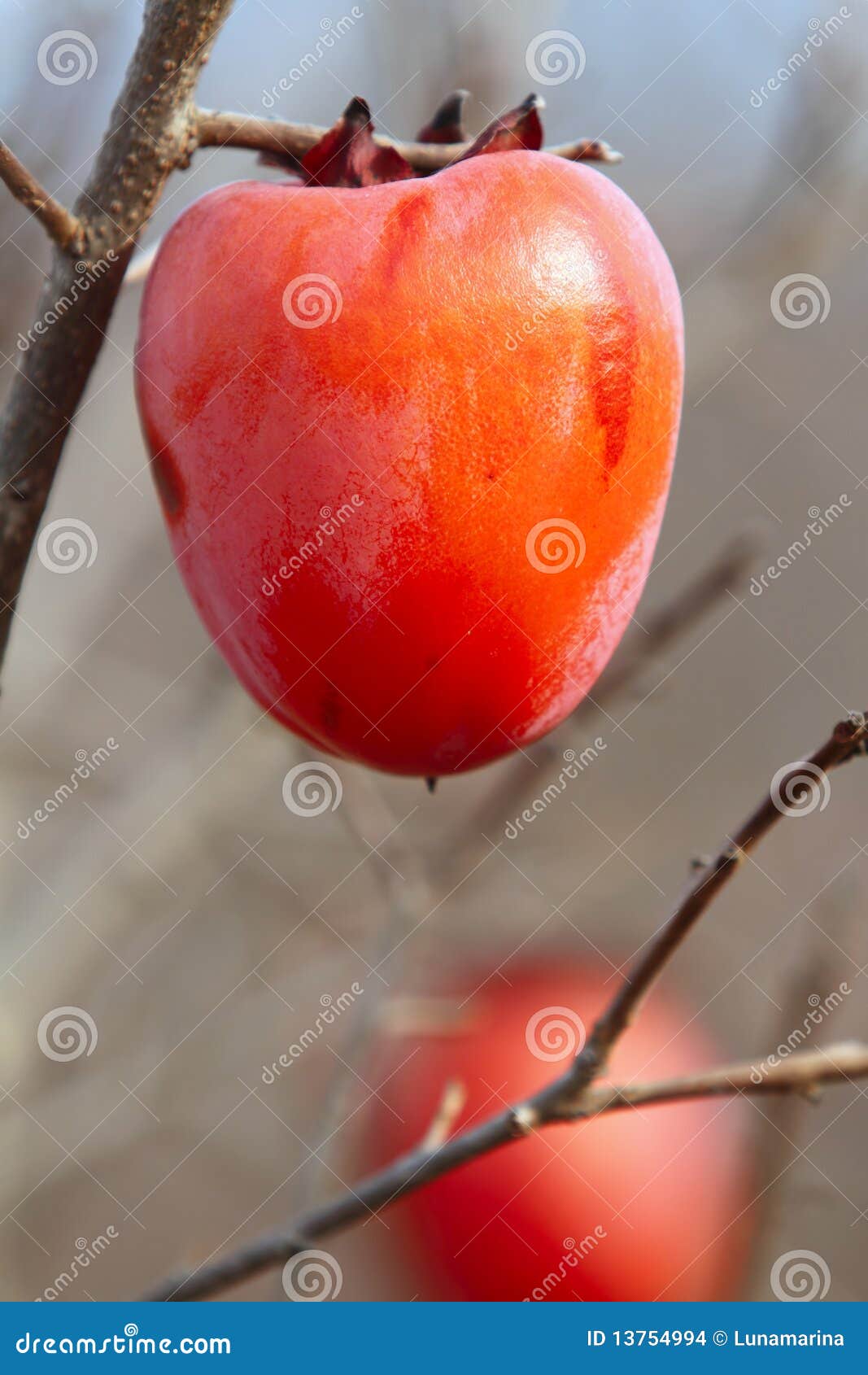 Persimmon Fruits on Autumn Tree Vibrant Fruit Stock Photo - Image of ...