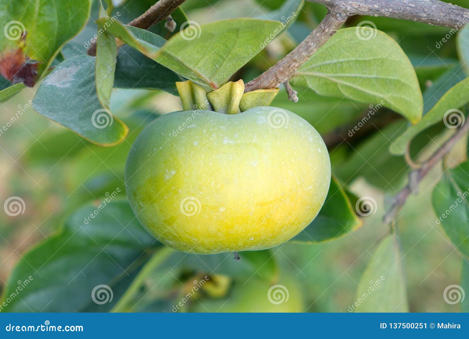 Persimmon Fruits among Green Leaves Stock Image - Image of branch ...