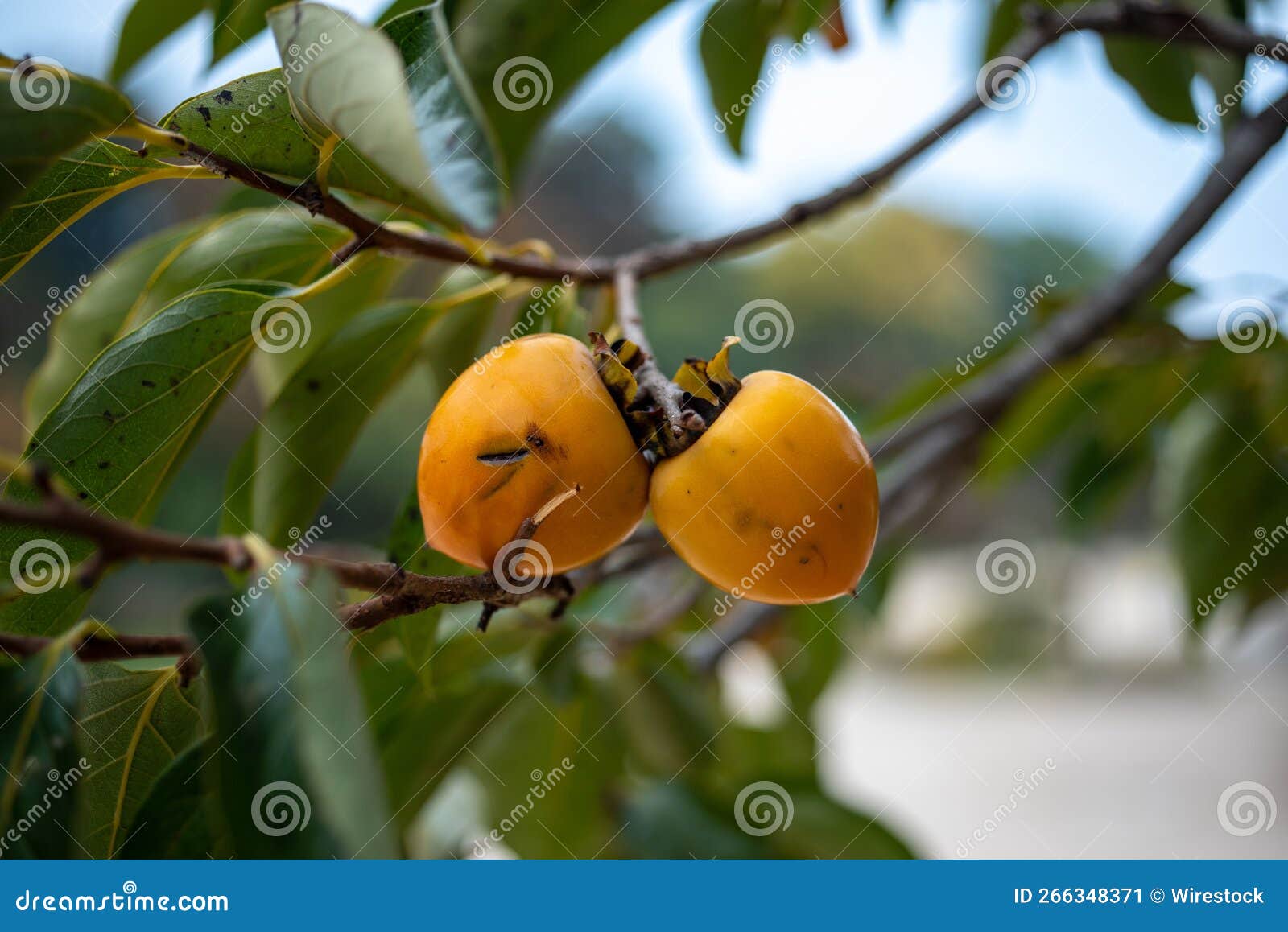 Persimmon Fruits Growing on a Tree. Stock Image - Image of orange ...