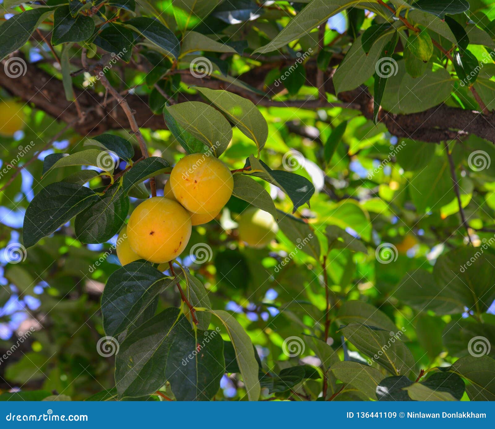 Persimmon Fruits on the Tree at Autumn Stock Image - Image of close ... Persimmon Fruits on the Tree at Autumn Stock Image - Image of close ...