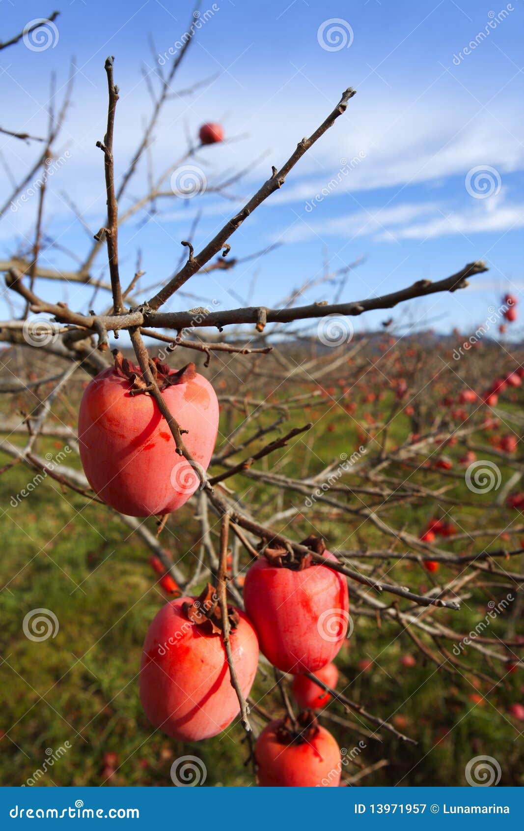 Persimmon Fruits on Trees on Autumn Field Stock Image - Image of close ...