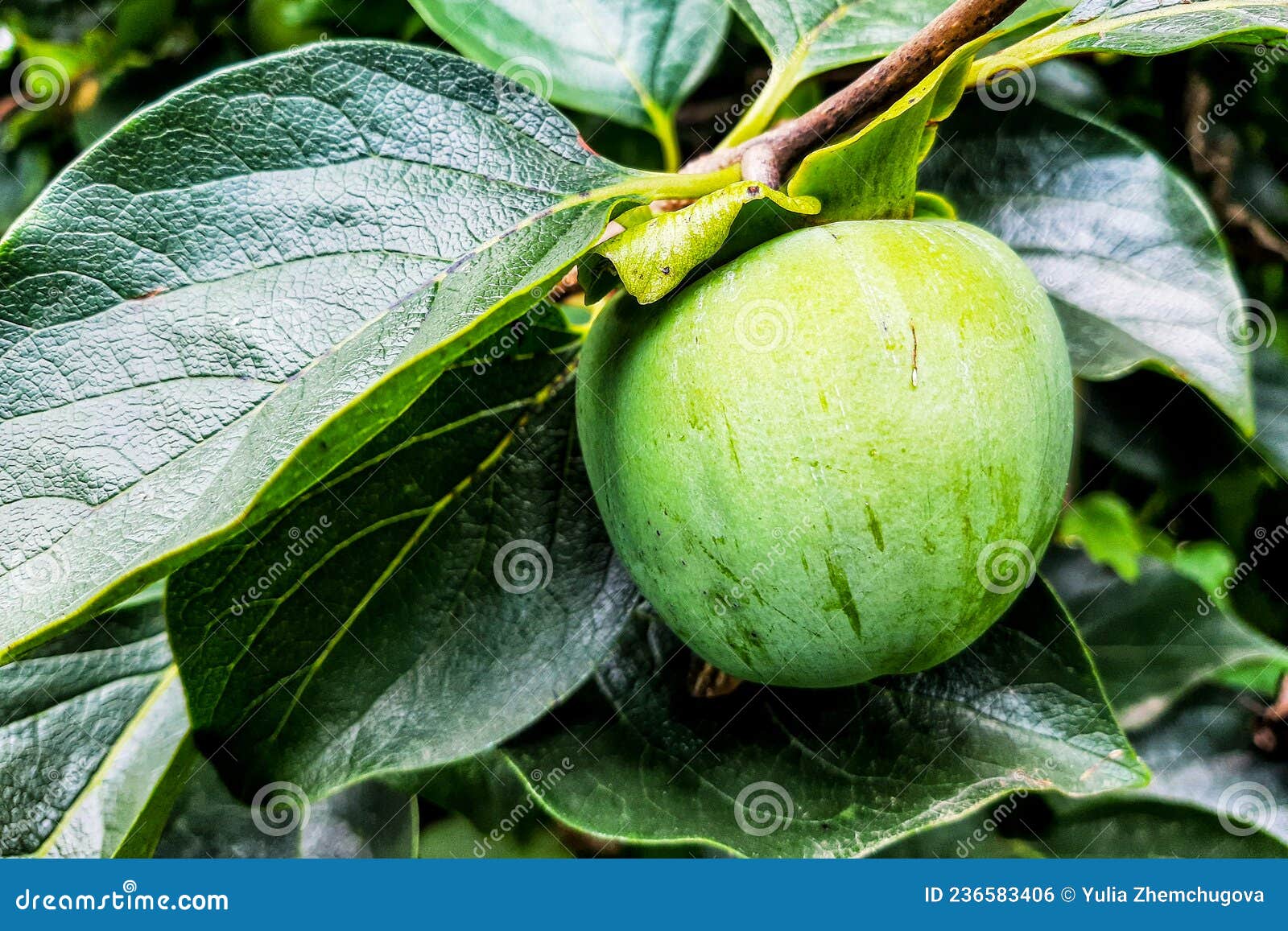 Persimmon,a Green Persimmon Trees,Ripening Persimmon on the Persimmon ...