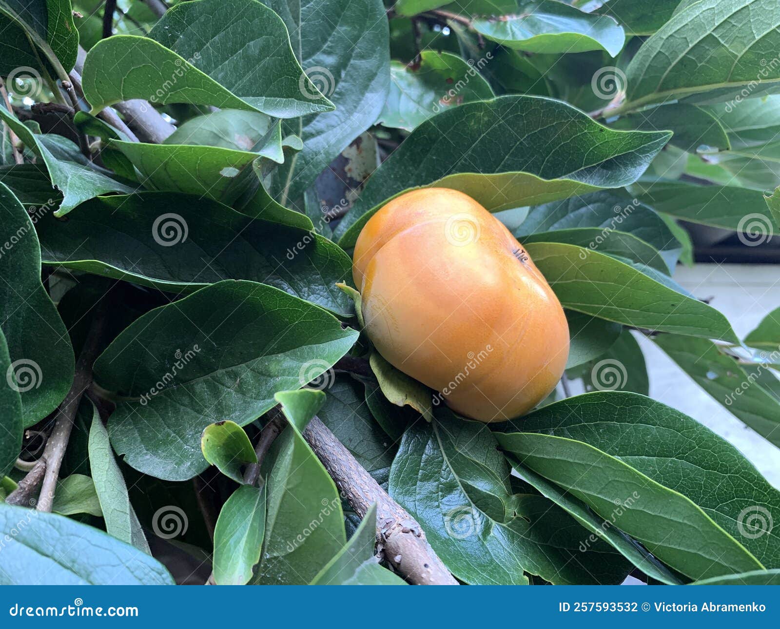 Persimmon Grows. the Side of the Fruit is Heated in the Sun. Sweet ...
