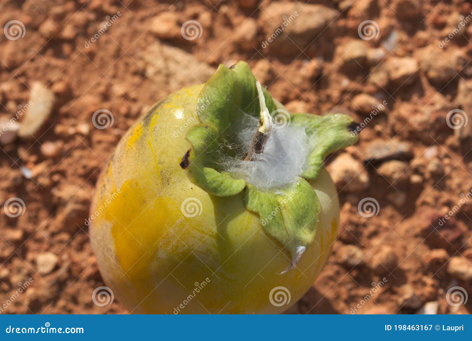 Persimmon Infested by Cottony Mealybugs or Pseudococcus Longispinus ...