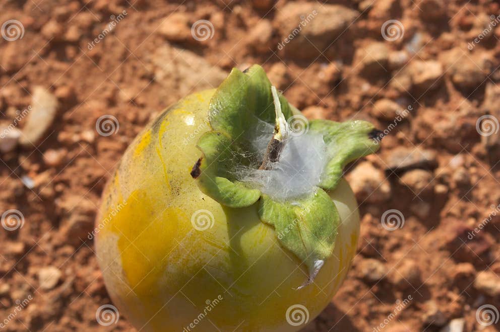 Persimmon Infested by Cottony Mealybugs or Pseudococcus Longispinus ...