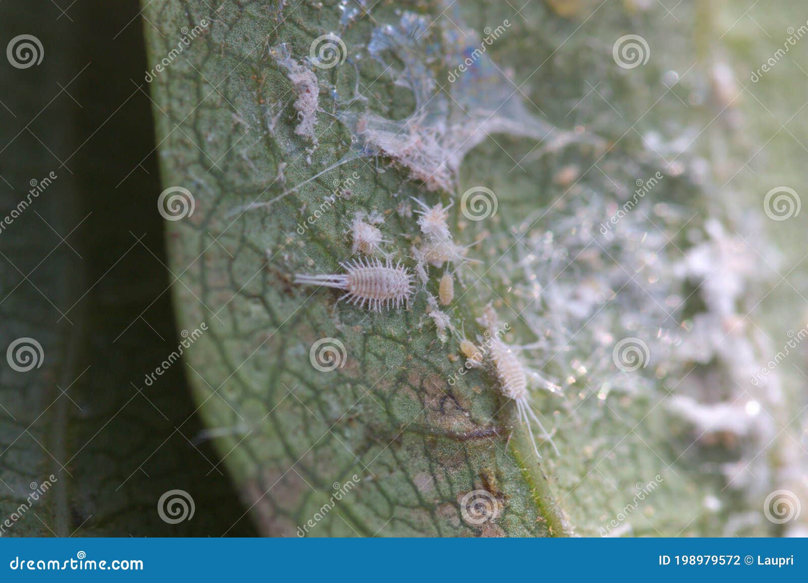 Persimmon Leaf with Insects of Pseudococcidos or Cotonet Stock Photo ...