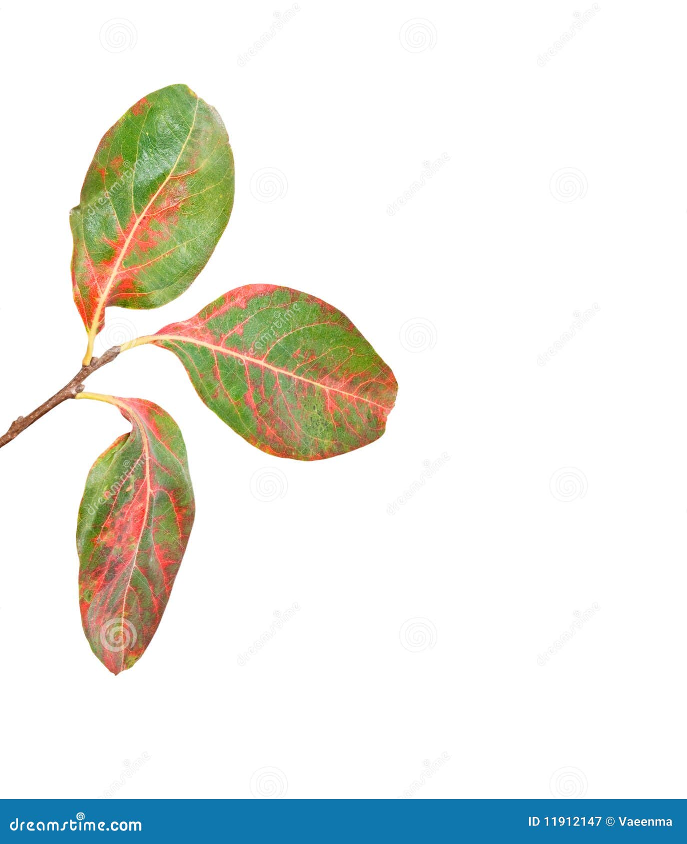 Persimmon leaves stock image. Image of colorful, isolated - 11912147