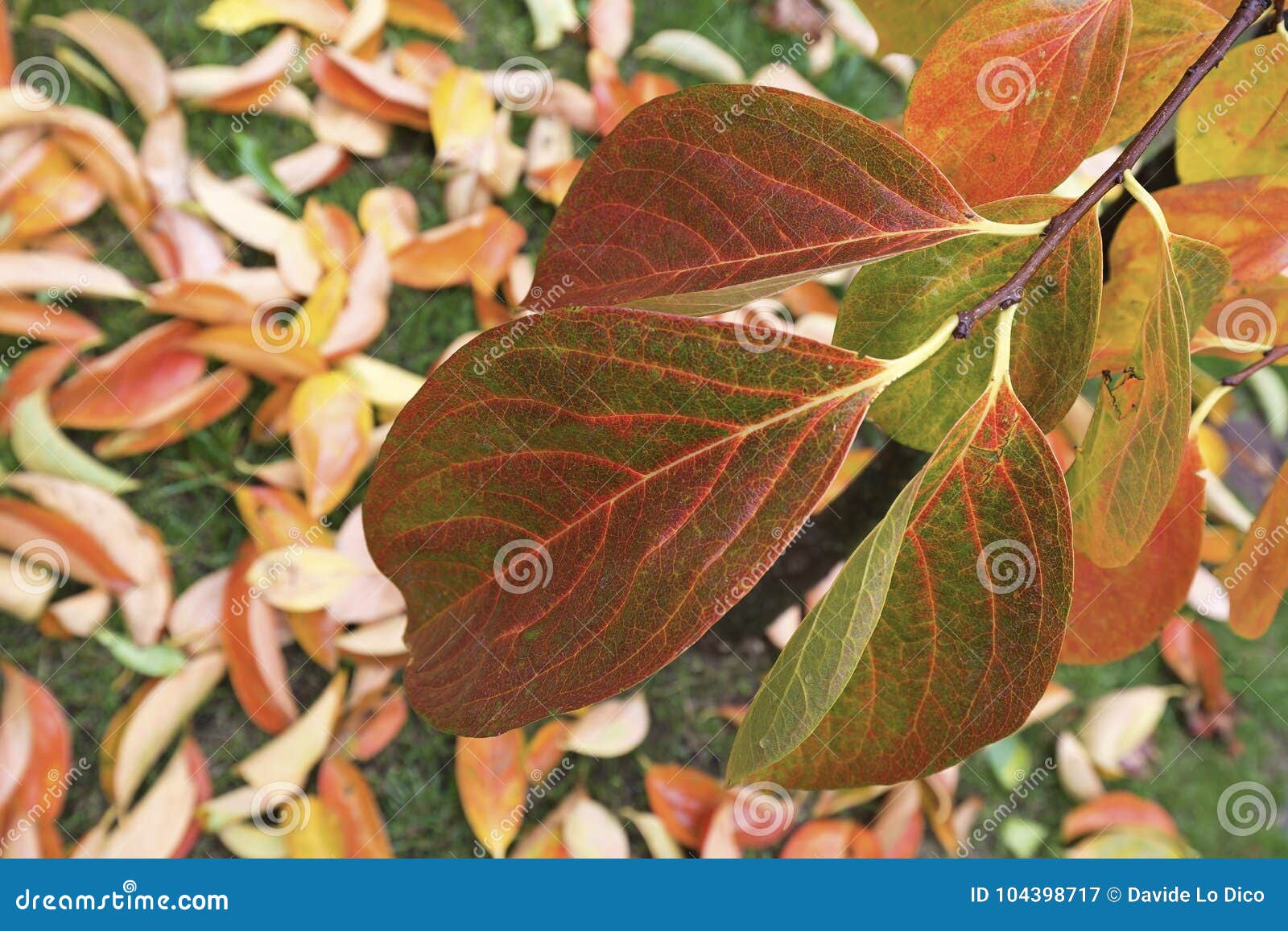 Persimmon leaves stock image. Image of colorful, branch - 104398717