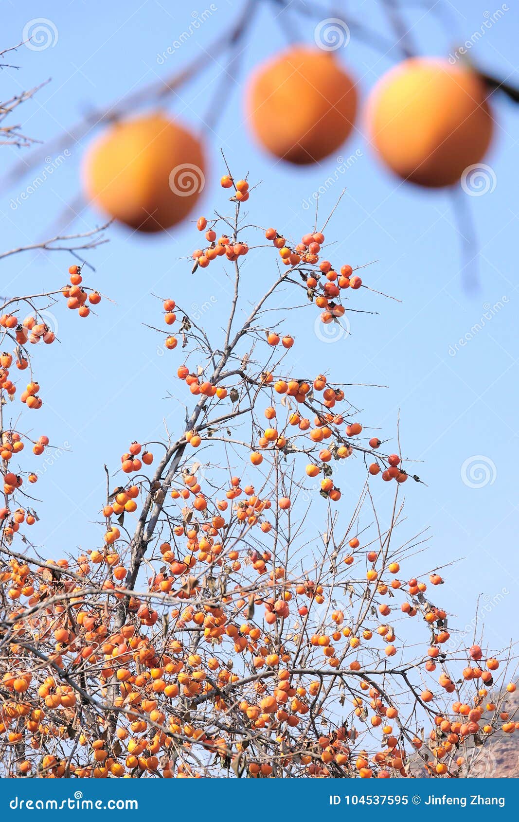 Persimmon stock image. Image of ripe, autumn, branches - 104537595