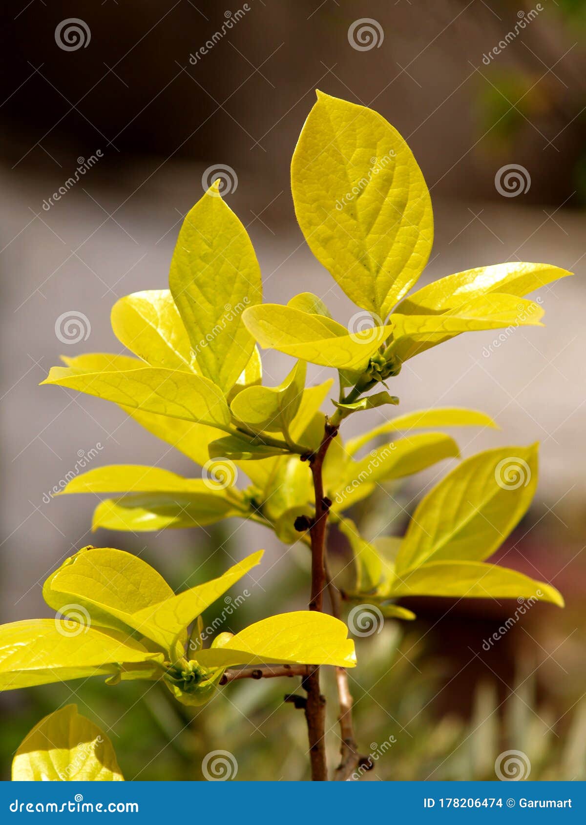 Persimmon New Born Leaves on Branch Stock Photo - Image of summer ...