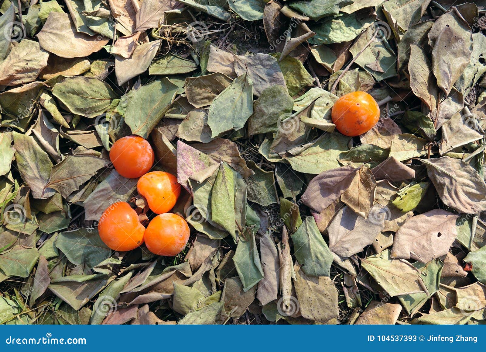 Persimmon orchard stock image. Image of leaf, autumn - 104537393